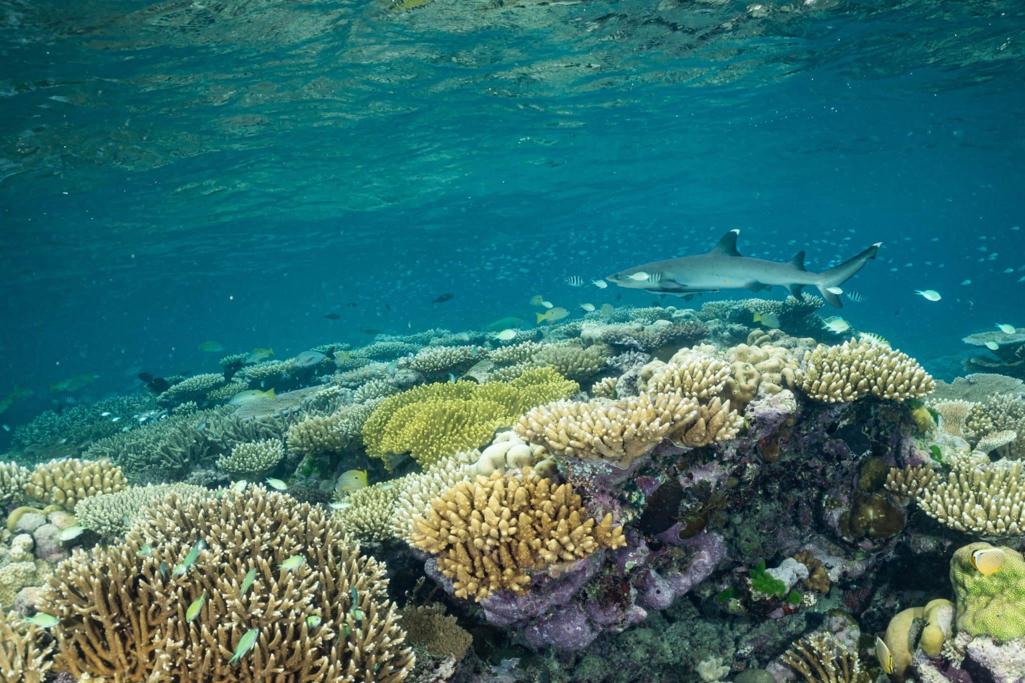 Great Barrier Reef Condition Update – Terry Cummins Ph.D. – Scuba ...