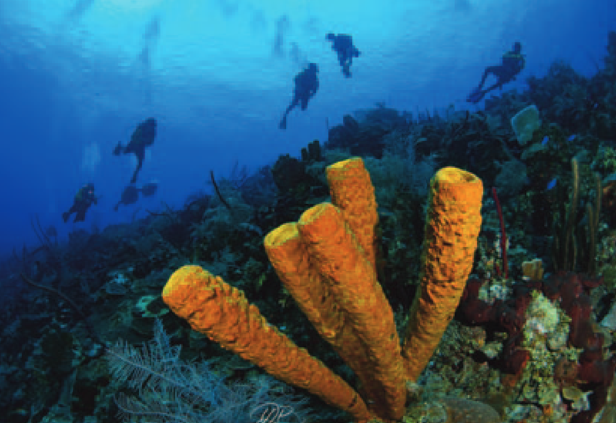 Diving Colombia's San Andrés Archipelago: A Caribbean Treasure - Carlos ...
