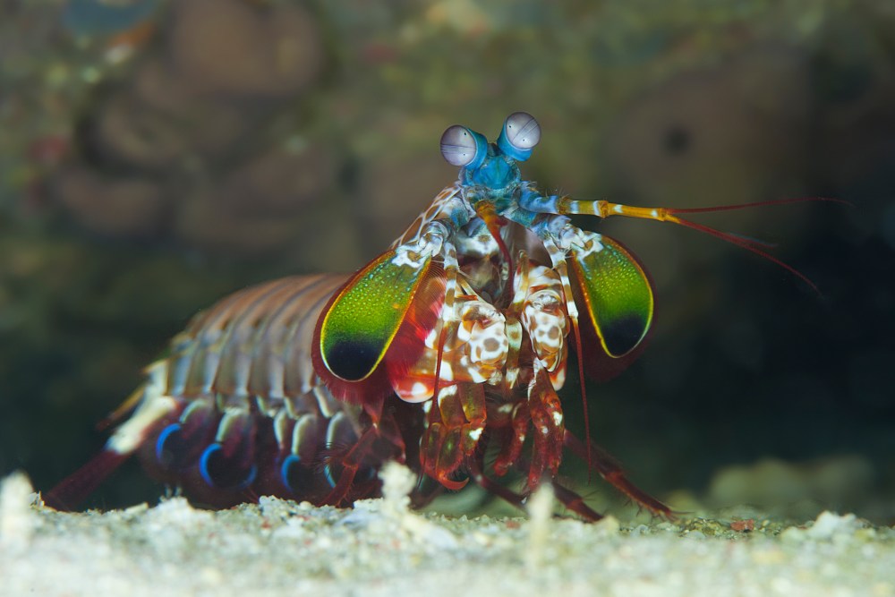 A Group Dive Guide to the Philippines – David Prichard and Lily Mak ...